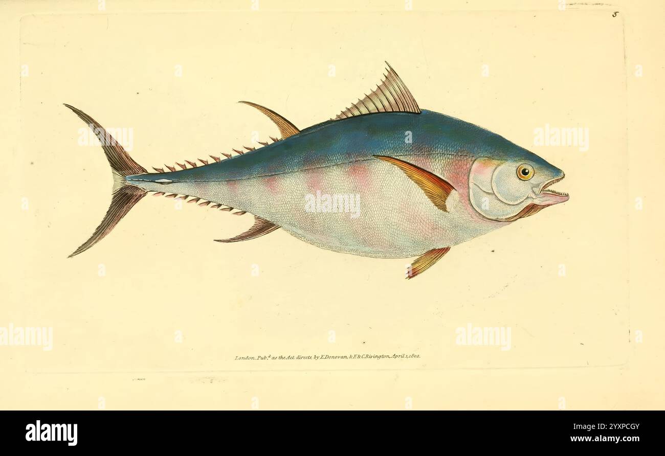 Dorsal side features hi-res stock photography and images - Alamy