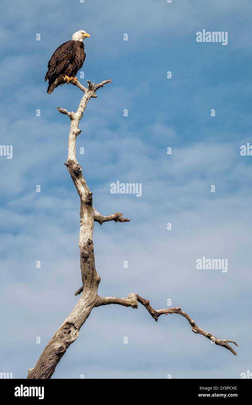 Bald Eagle sitting high atop a tree watching Stock Photo - Alamy