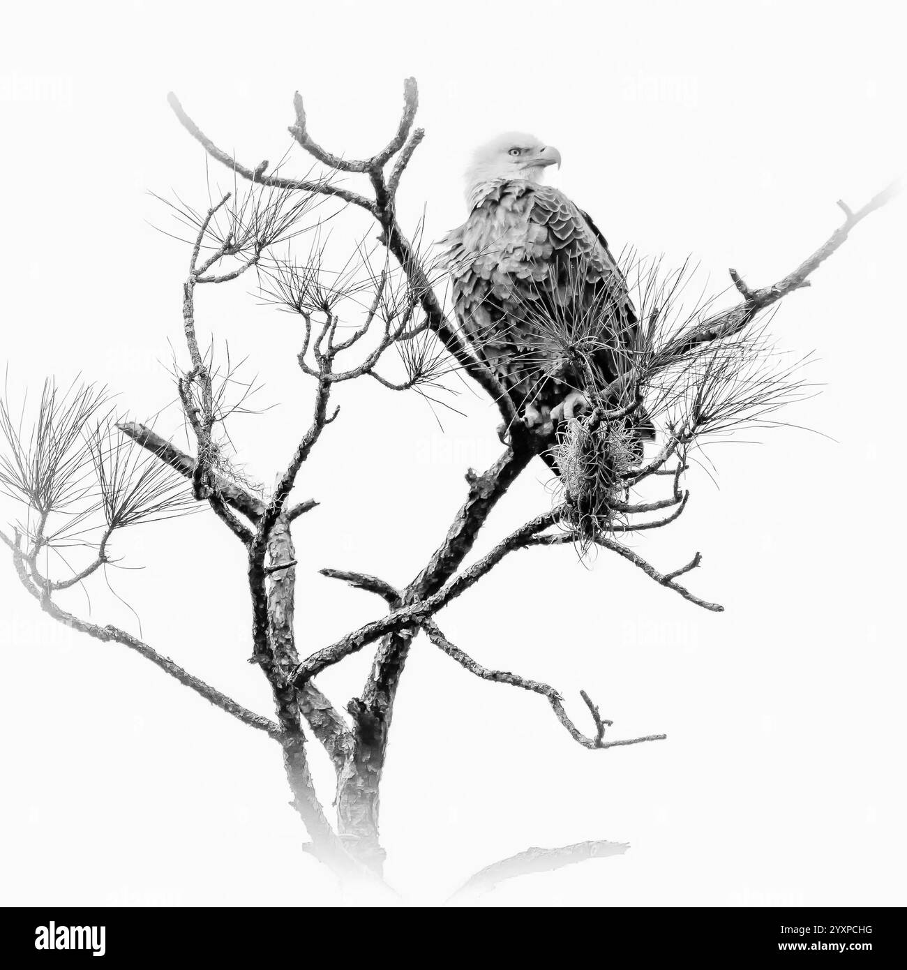 Special wildlife Black and White Stock Photos & Images - Alamy