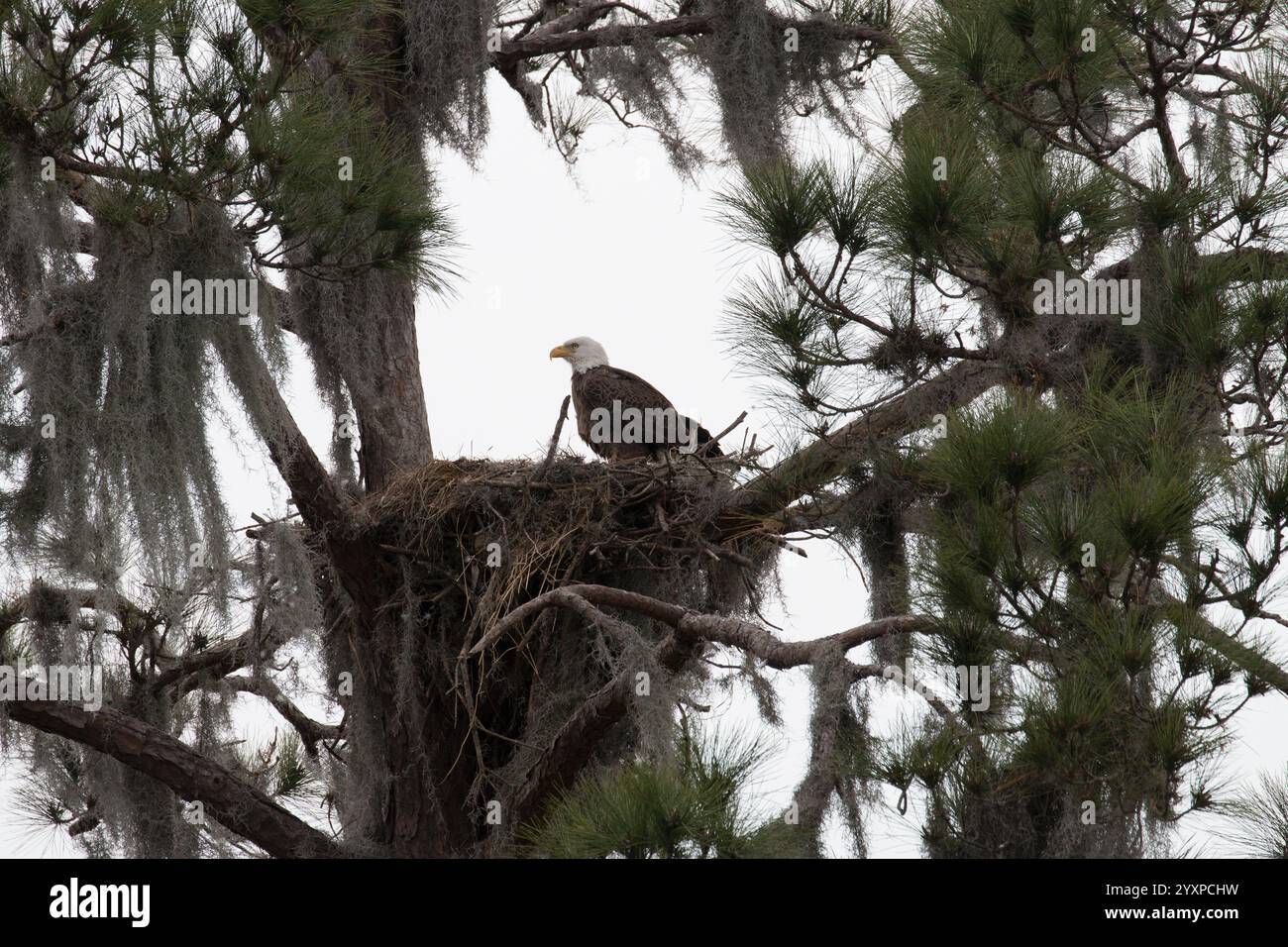 Adult Bald Eagle watching over its family in the nest Stock Photo - Alamy