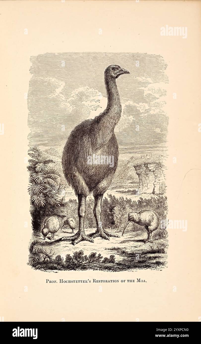 Moa stands hi-res stock photography and images - Alamy