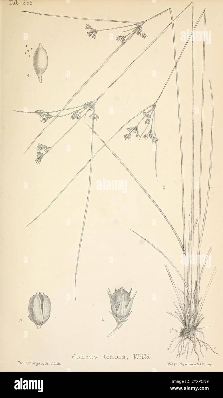 Journal of Botany, British and Foreign. London, Robert Hardwicke, 1863 ...