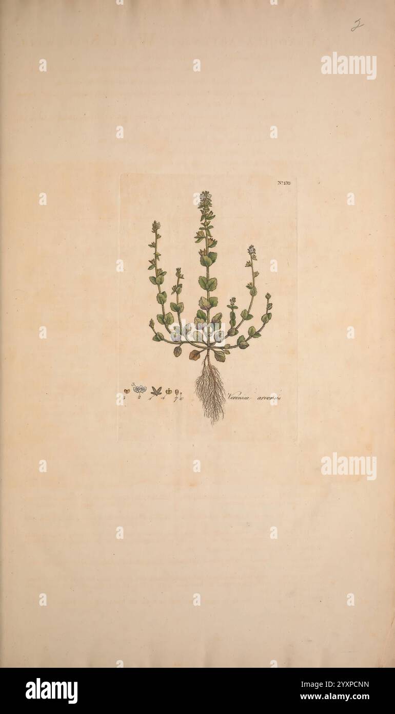 Flora Londinensis, or Plates and descriptions of such plants as grow ...