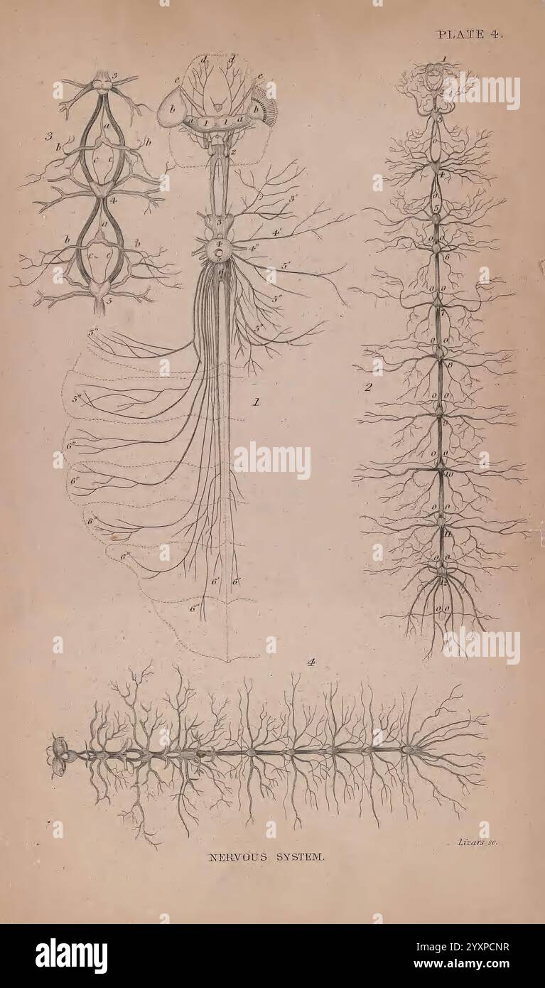 The naturalist's library Edinburgh, W. H. Lizars, 1833-, Entomology ...