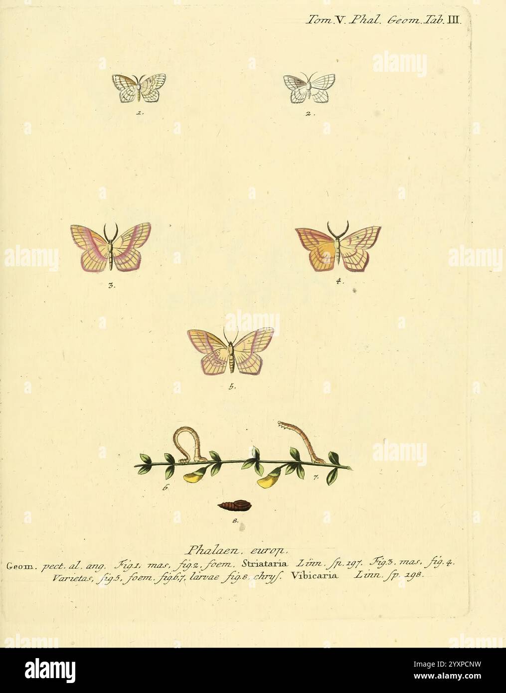 Four elegantly illustrated butterflies hi-res stock photography and ...