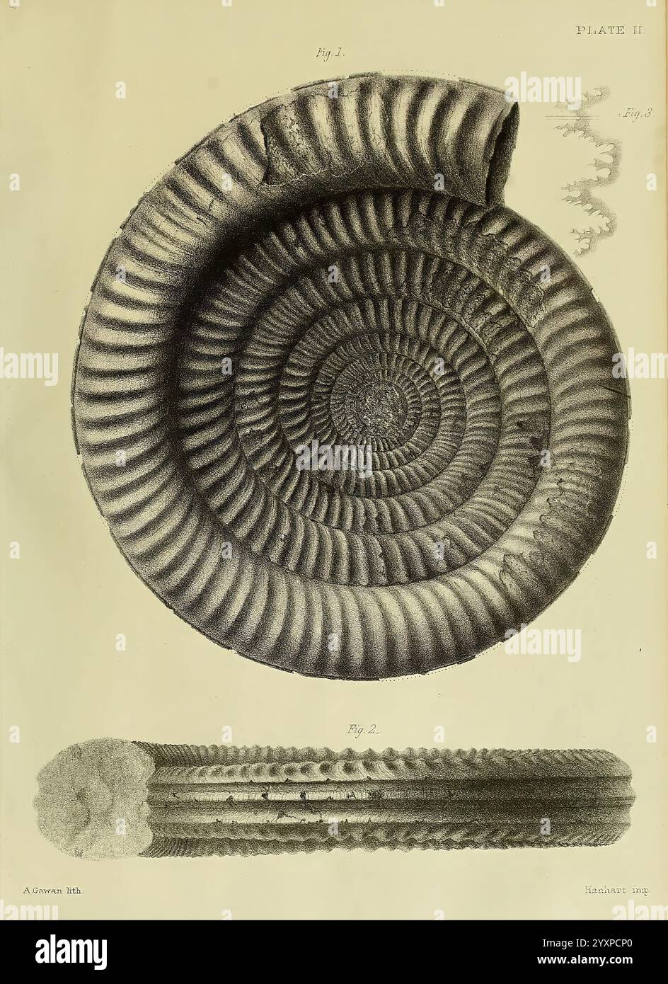 Shells spiral formation hi-res stock photography and images - Alamy