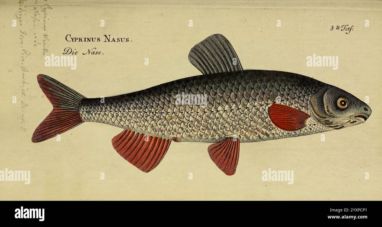 Cyprinus nasus hi-res stock photography and images - Alamy