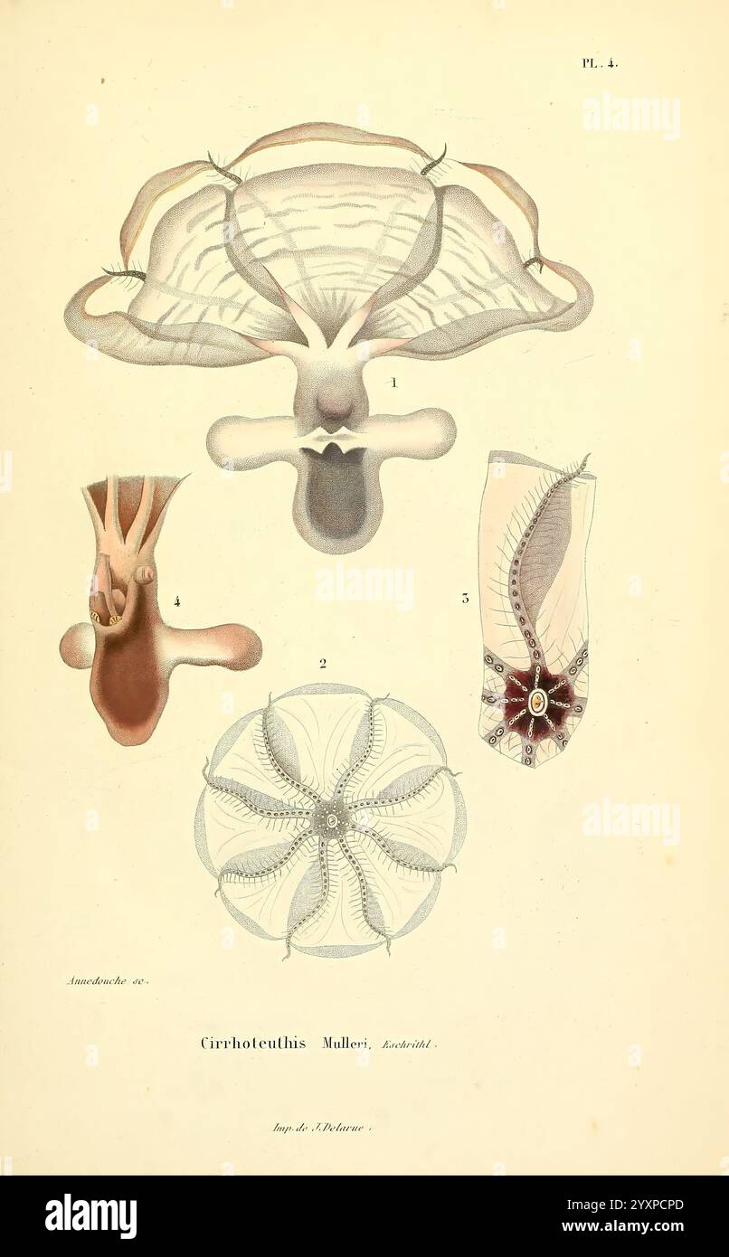 Labeled diagram highlights distinct features hi-res stock photography ...