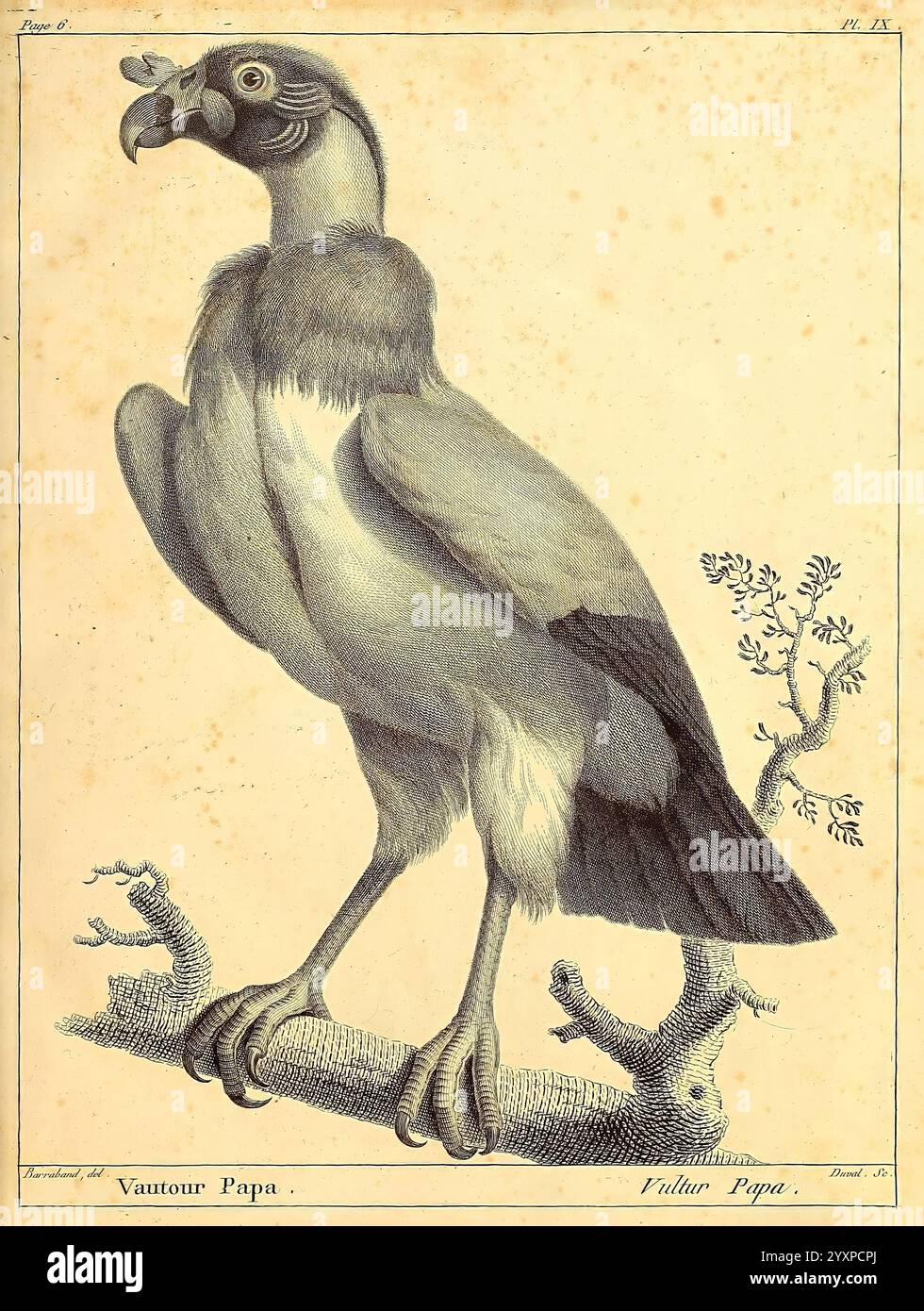 Vultures regal stance hi-res stock photography and images - Alamy