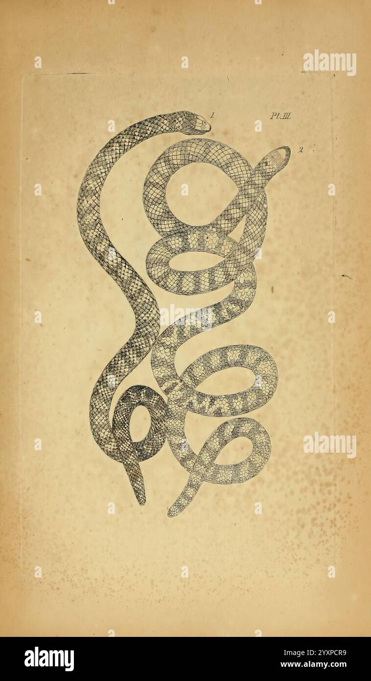 Icones amphibiorum, Hafniae, C. Steen, 1835, amphibians, reptiles ...