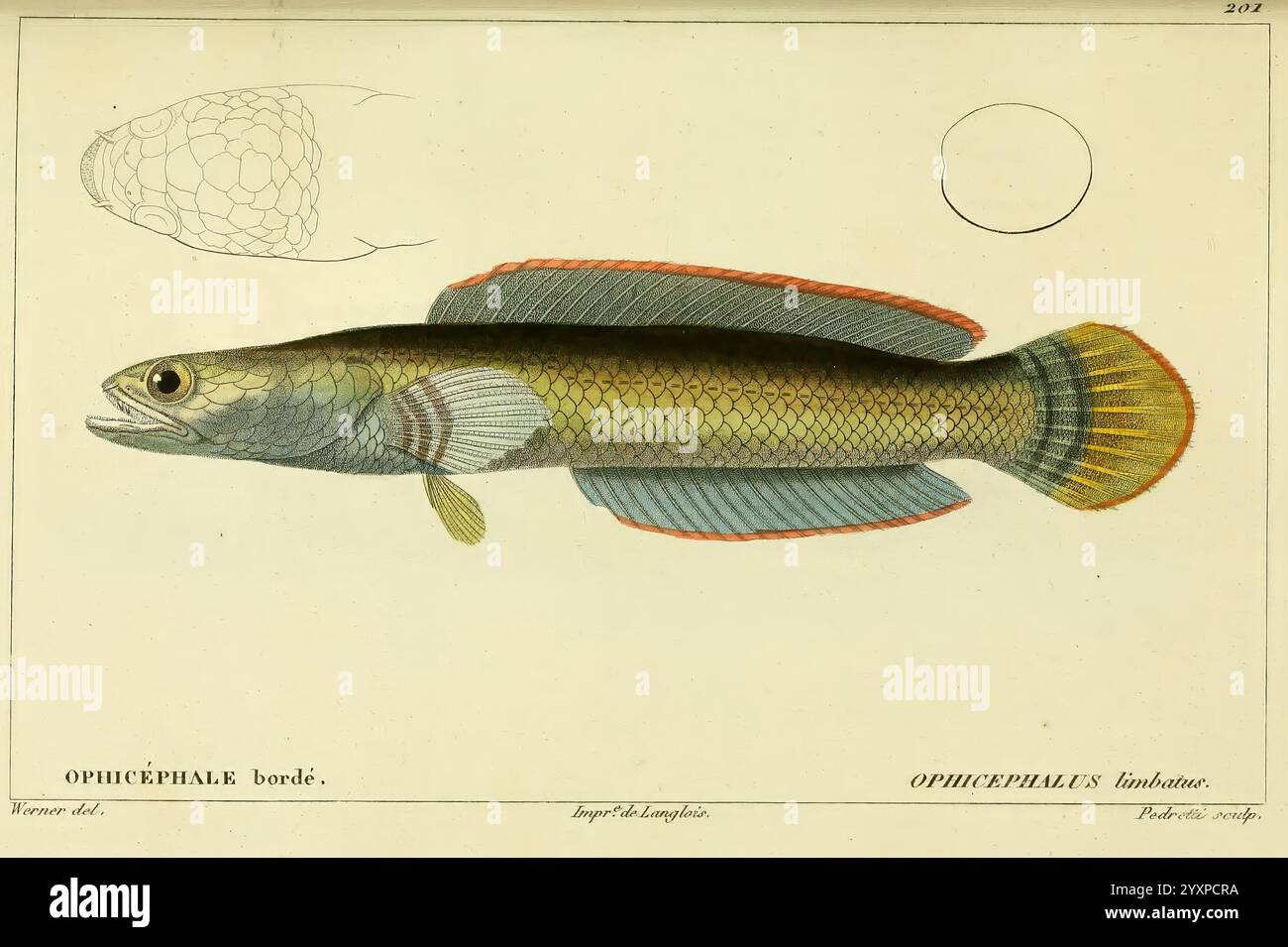 Vividly colored scales hi-res stock photography and images - Alamy