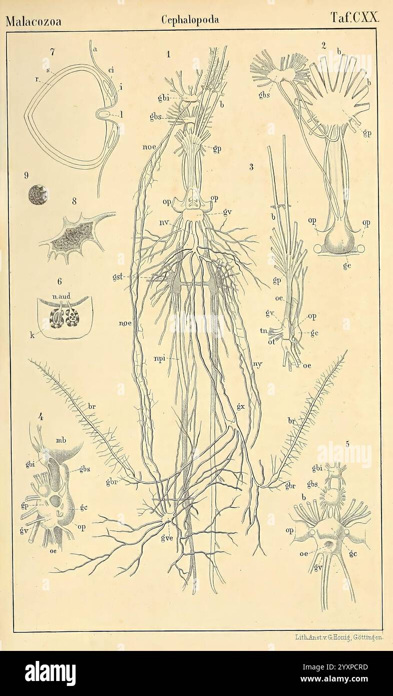 Dr. H.G. Bronn's Klassen und Ordnungen der Weichthiere (Malacozoa ...