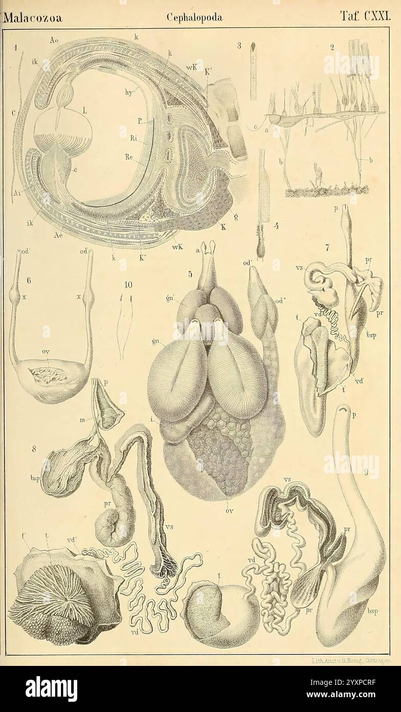 Dr. H.G. Bronn's Klassen und Ordnungen der Weichthiere (Malacozoa ...
