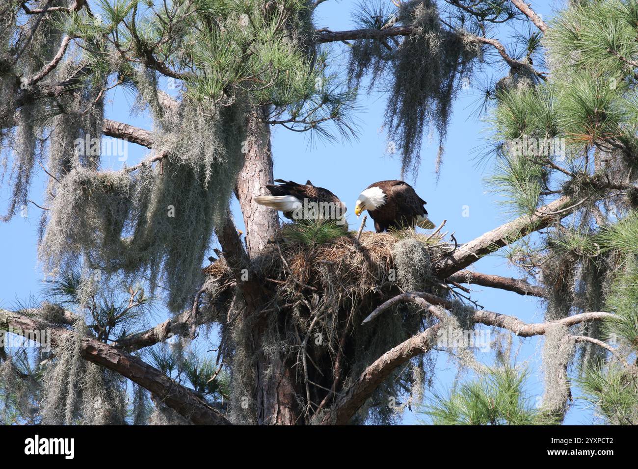 Adult bald eagles in nest hi-res stock photography and images - Alamy