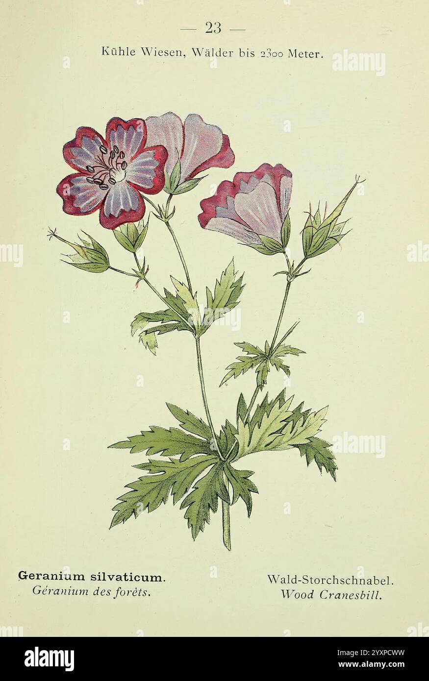 Alpen-Flora, Heidelberg, C. Winter, 1906, Alps, Mountain Plants ...