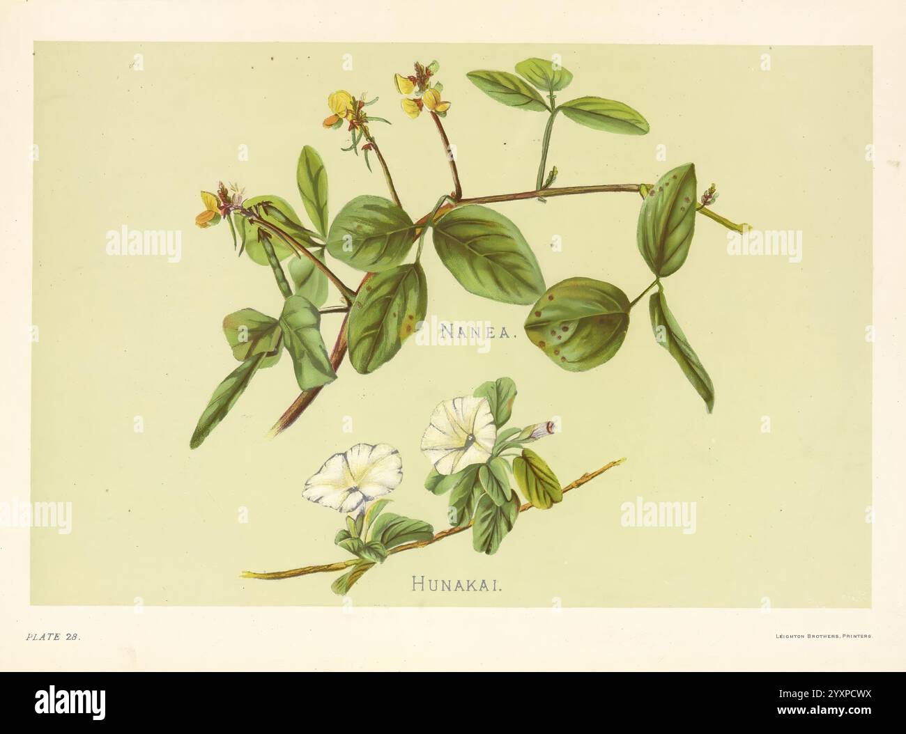 Isabella sinclair isabella mchutcheson sinclair mrs hi-res stock ...