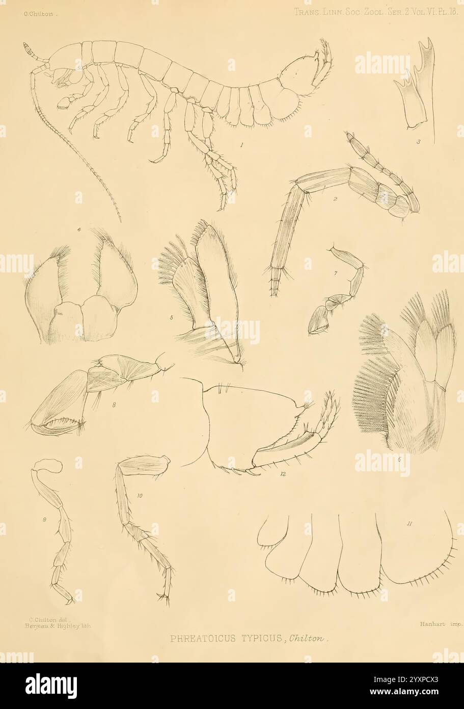 The subterranean crustacea of New Zealand, London, Linnean Society ...