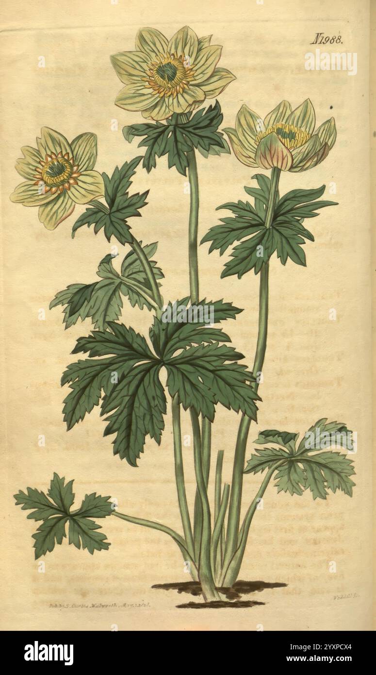 Curtis's Botanical Magazine London, New York botanical illustration ...