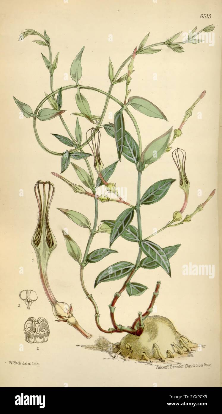 Curtis's Botanical Magazine London New York Botanical Illustration ...