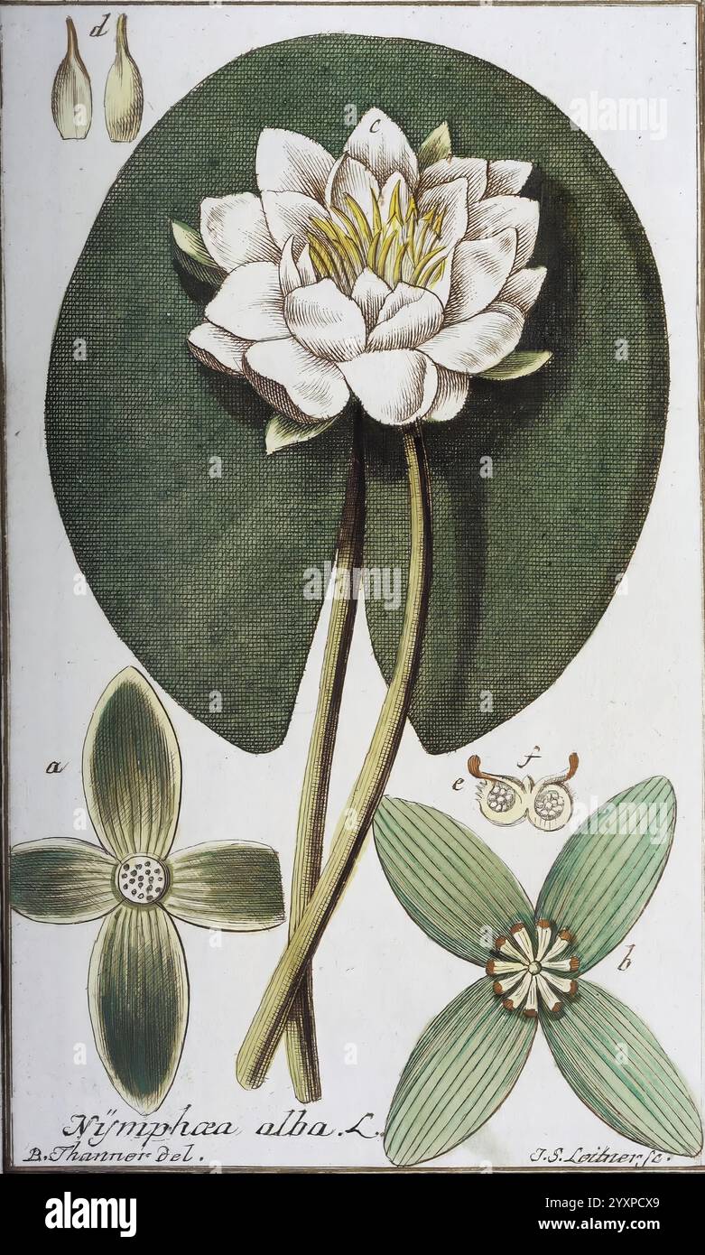 Rounded leaves characteristic hi-res stock photography and images - Alamy