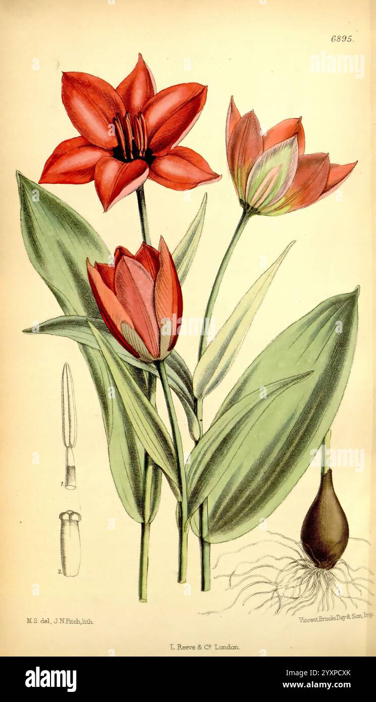 Curtis's Botanical Magazine, London, New York, botanical illustration ...