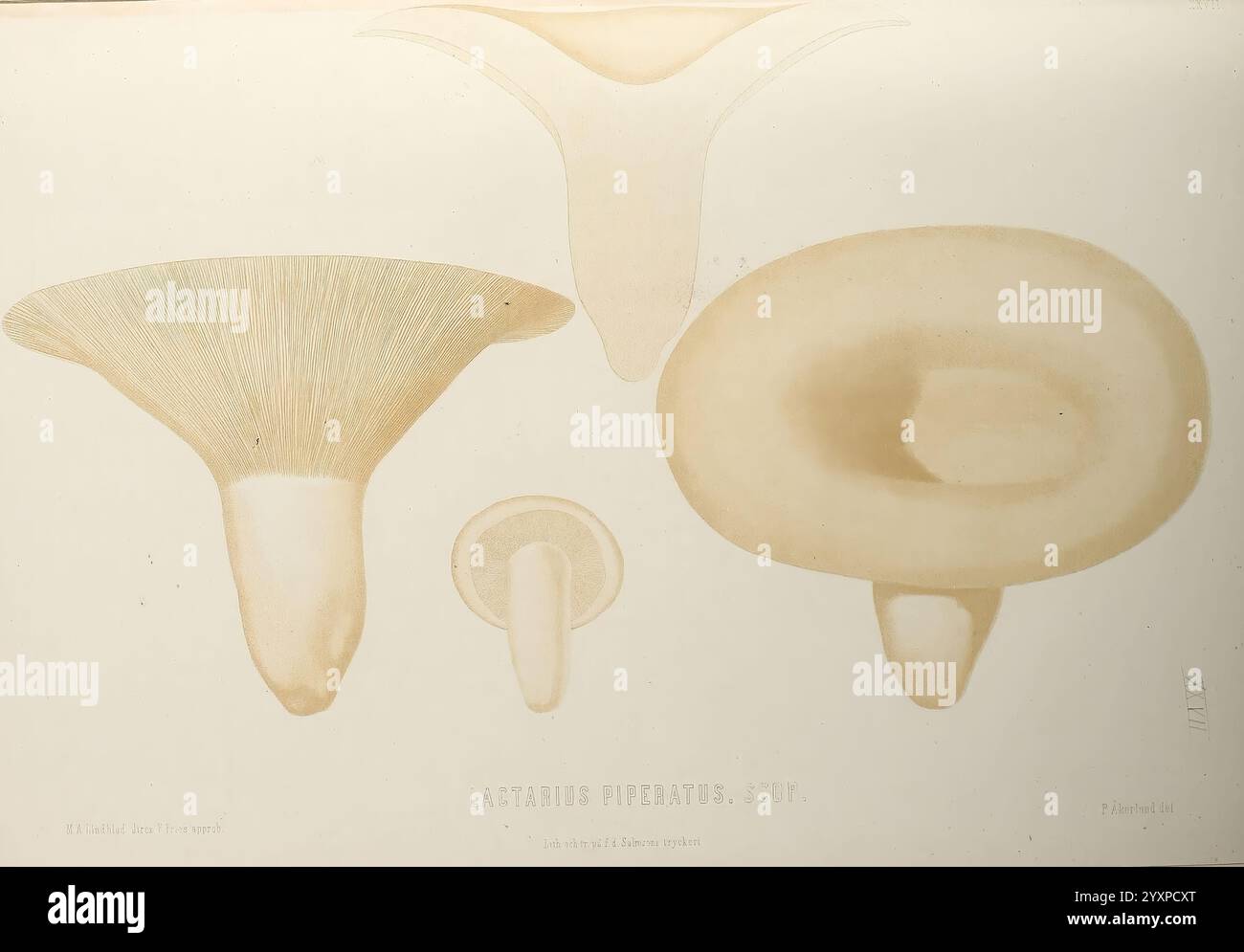 Prominent mushroom features hi-res stock photography and images - Alamy