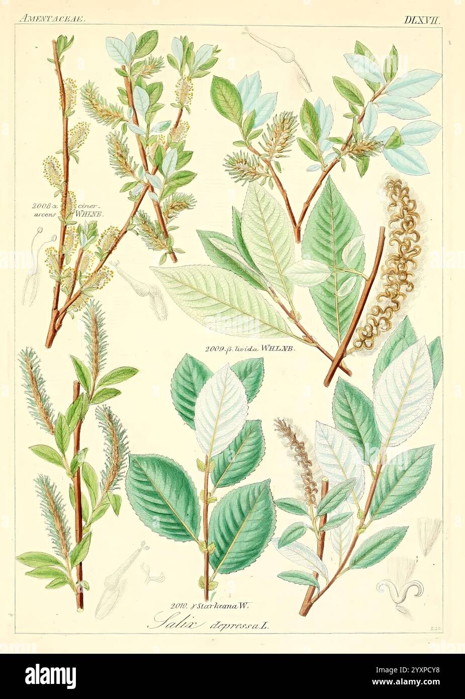 Highlight intricate leaf patterns hi-res stock photography and images ...