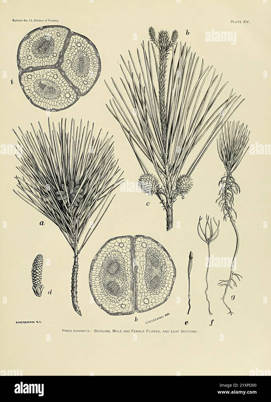 The timber pines of the southern United States, Washington, Government ...