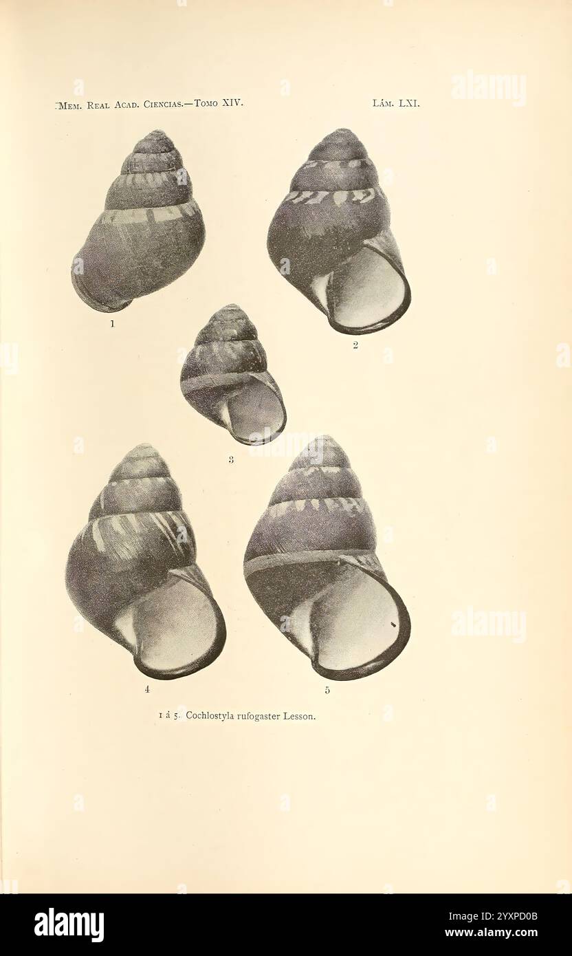 Intricately detailed shell forms hi-res stock photography and images ...