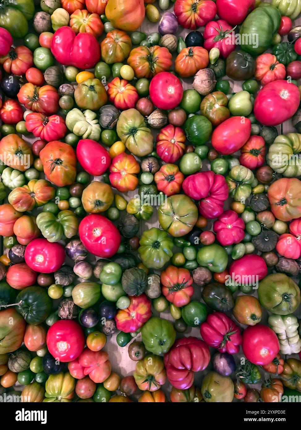Various types of heirloom tomatoes Stock Photo - Alamy
