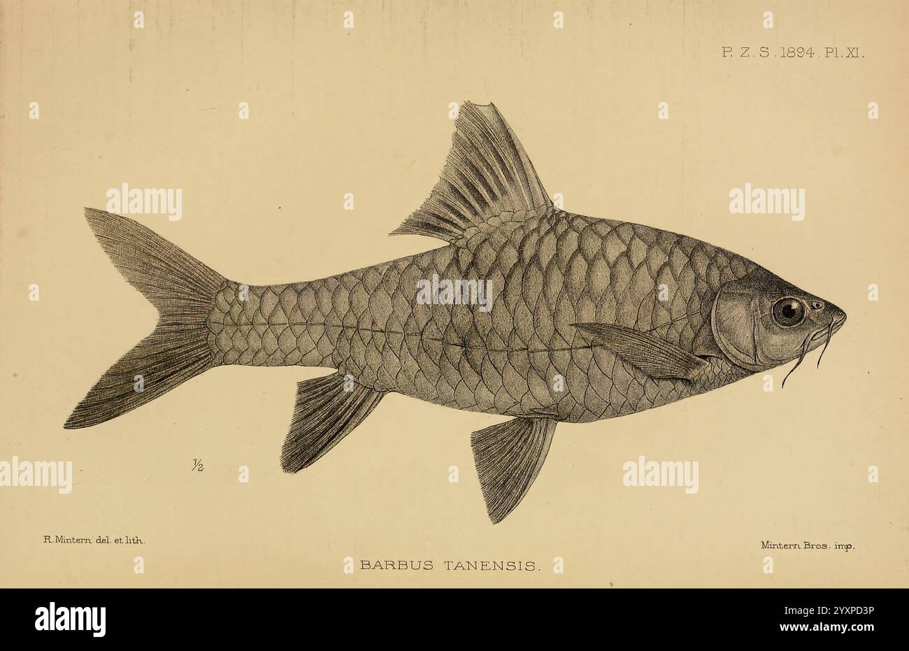 Fishs eyes hi-res stock photography and images - Alamy