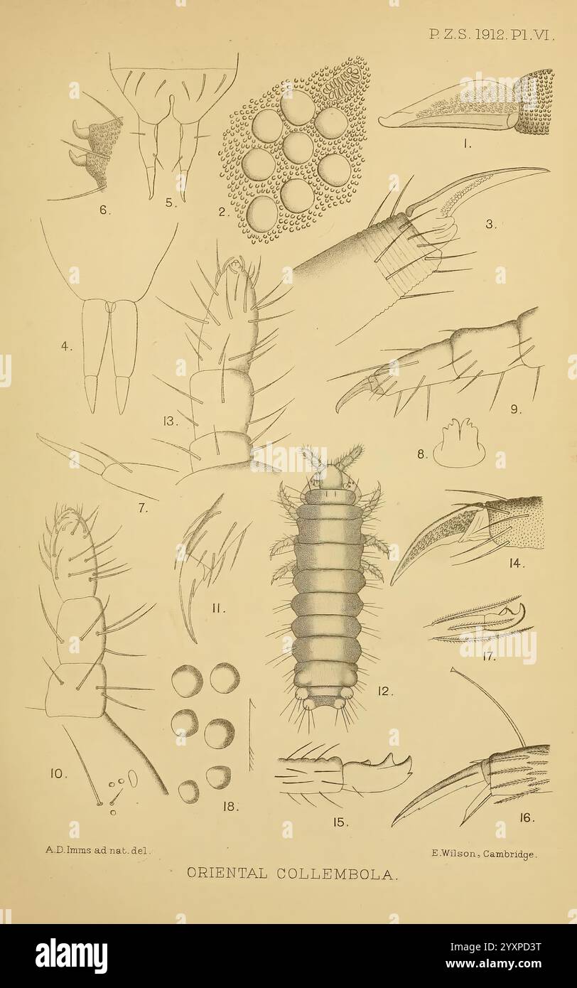 Showcases several labeled figures hi-res stock photography and images ...