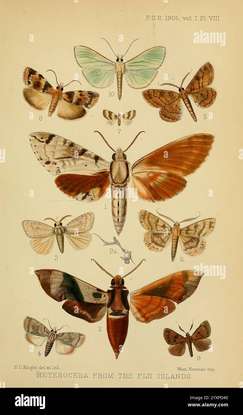 Ten different insects hi-res stock photography and images - Alamy