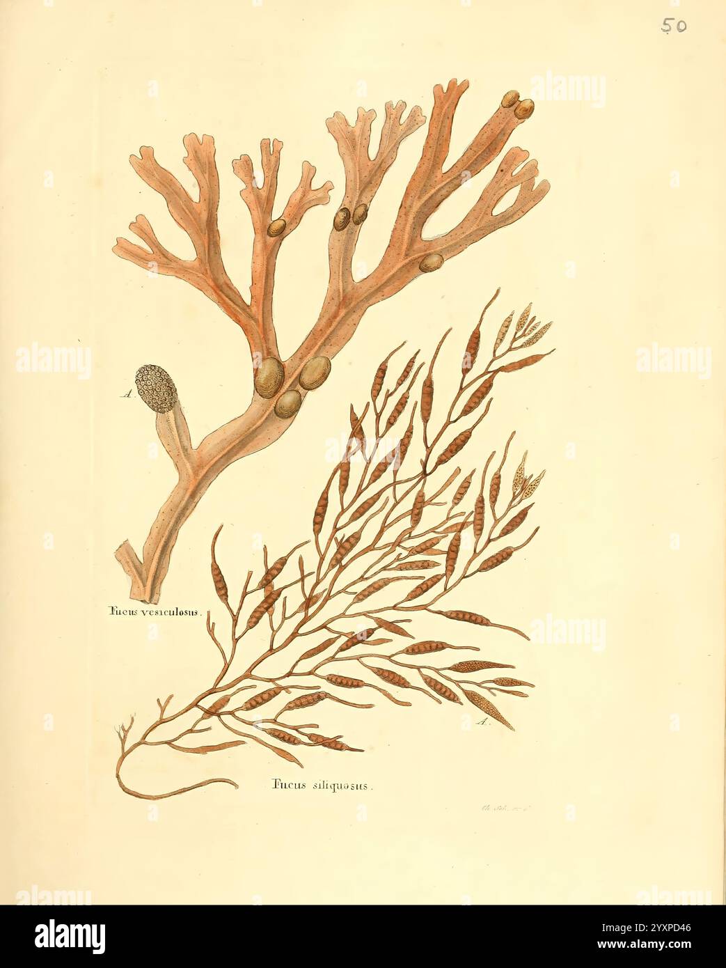 Flora medica, oder, Abbildung der wichtigsten officinellen Pflanzen ...