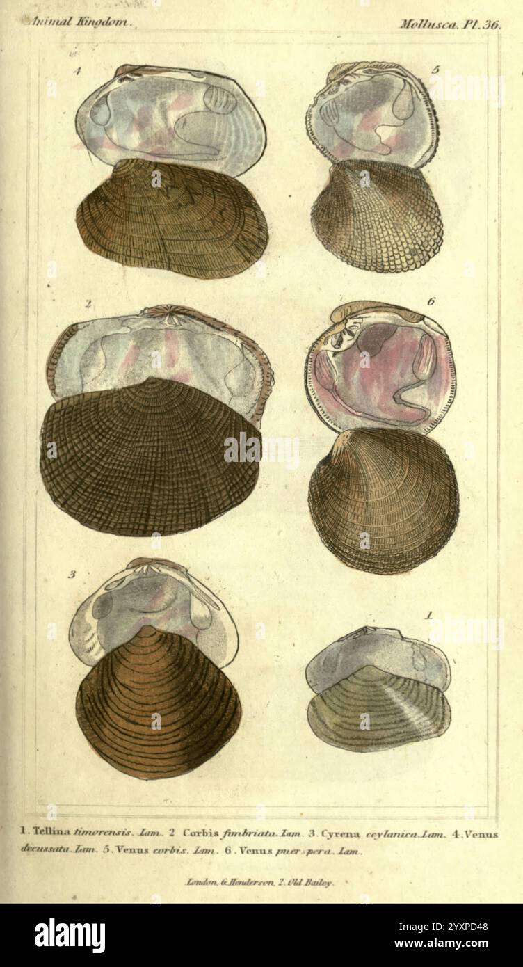 Featuring six distinct species hi-res stock photography and images - Alamy