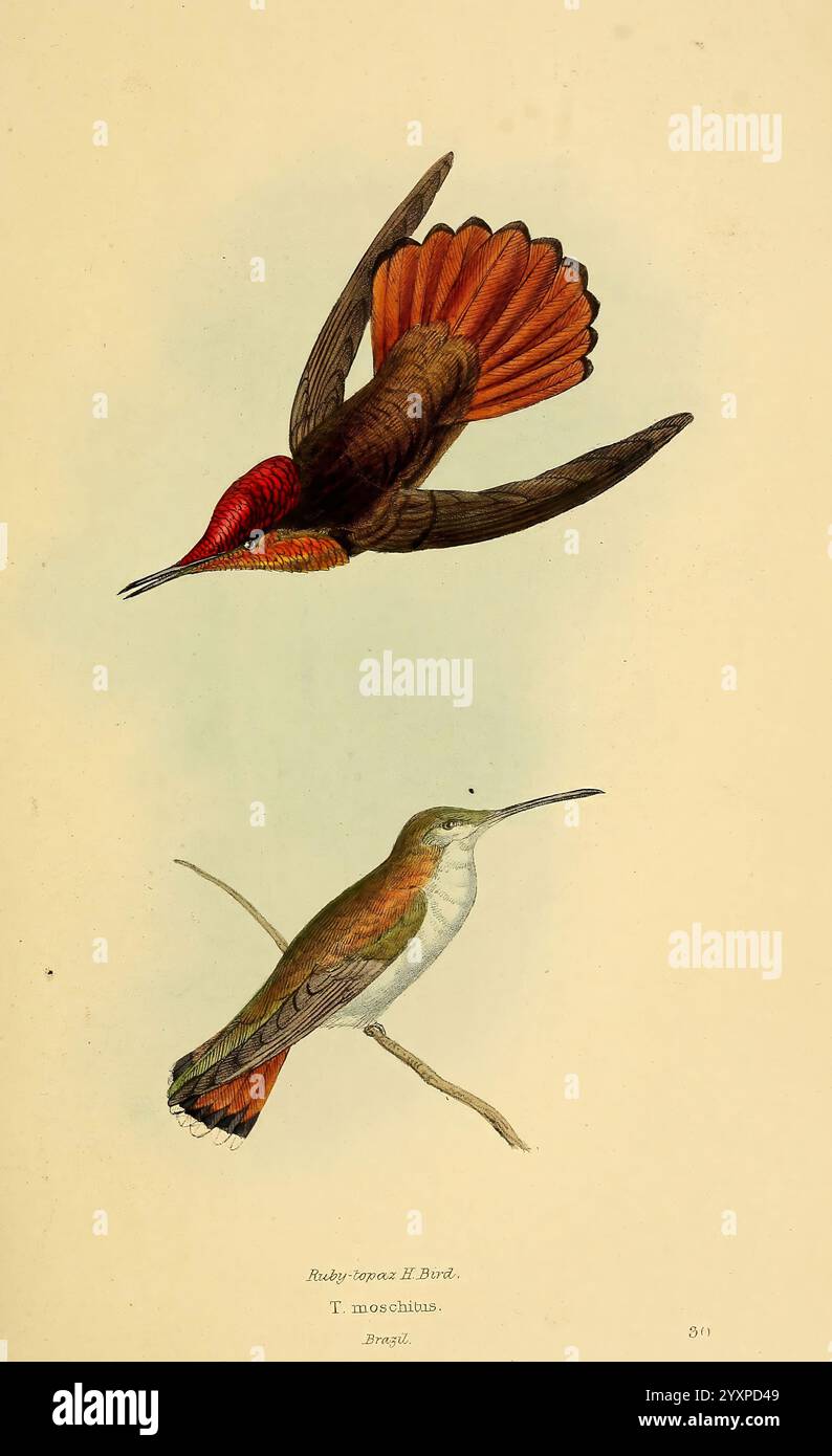 Illustration features two hummingbirds hi-res stock photography and ...