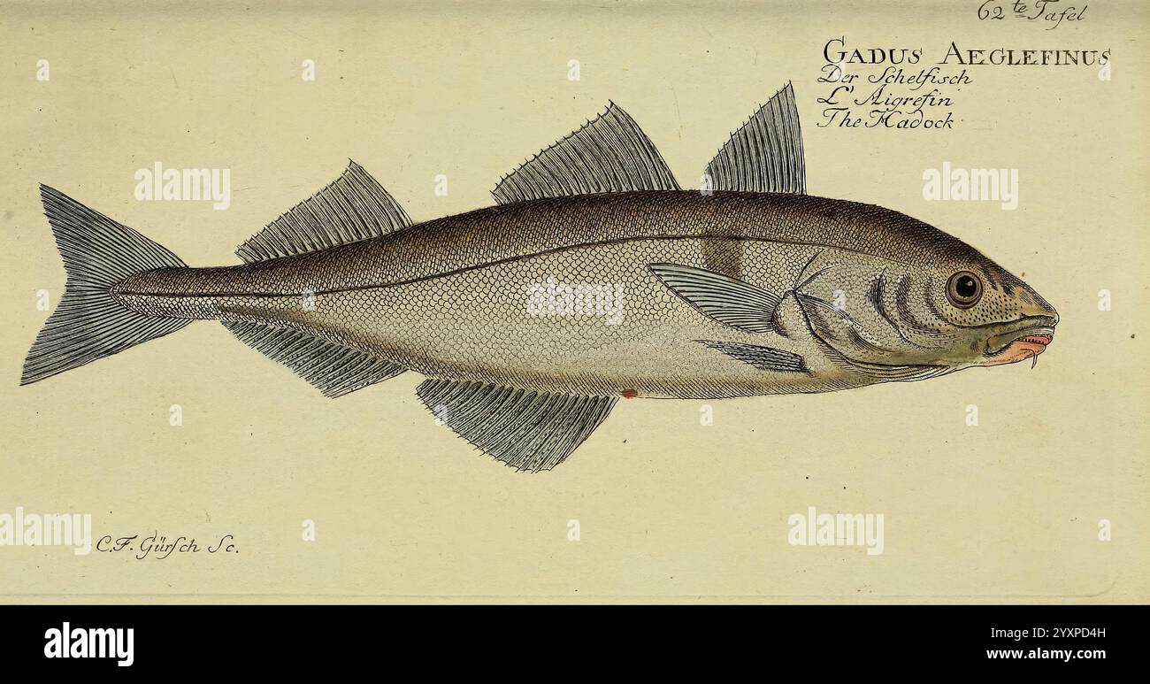 Fishs streamlined shape hi-res stock photography and images - Alamy