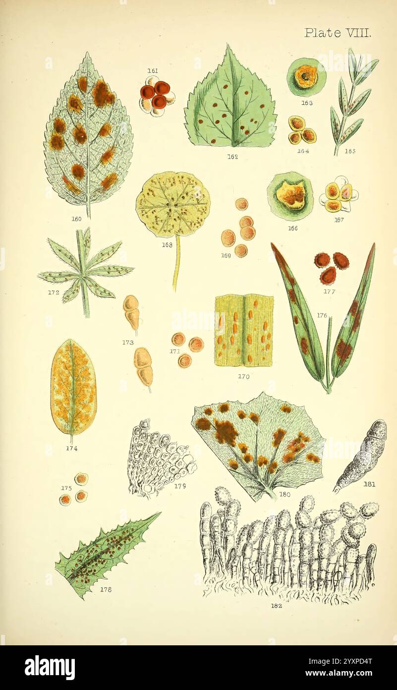 Indicate fungal infections hi-res stock photography and images - Alamy