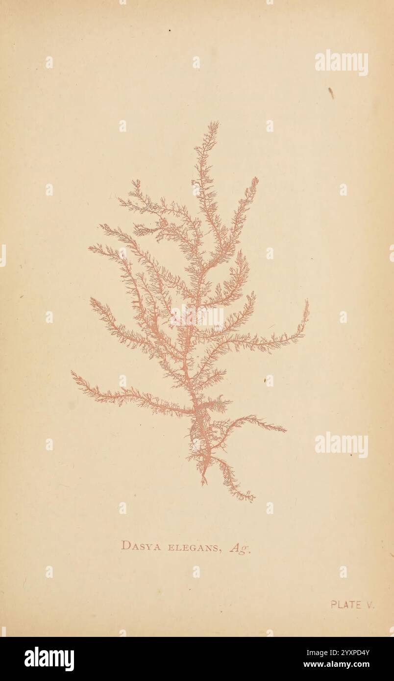 Sea mosses, Boston, B. Whidden, 1893, United States, algae, Dasya ...