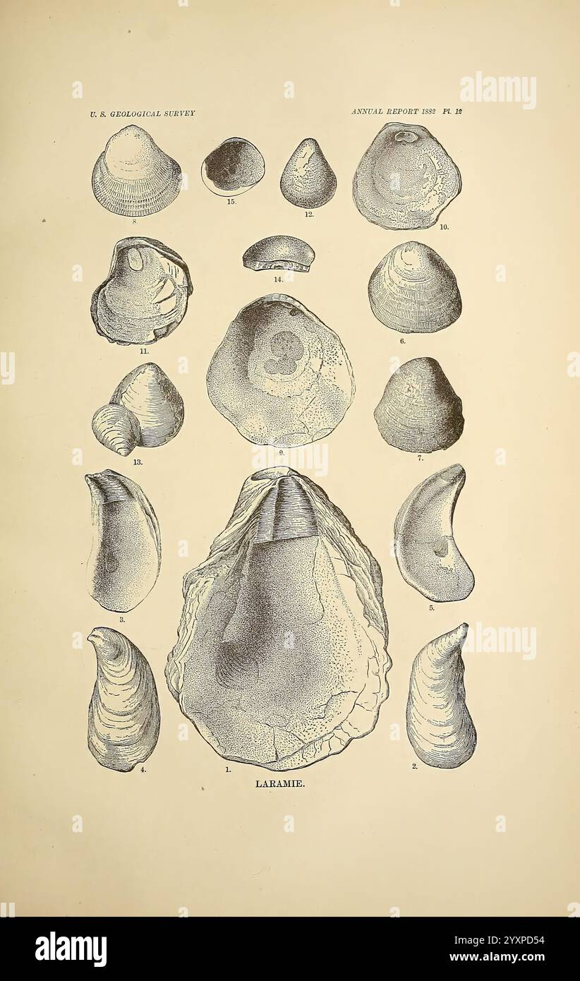 A review of the non-marine fossil Mollusca of North America, Washington ...