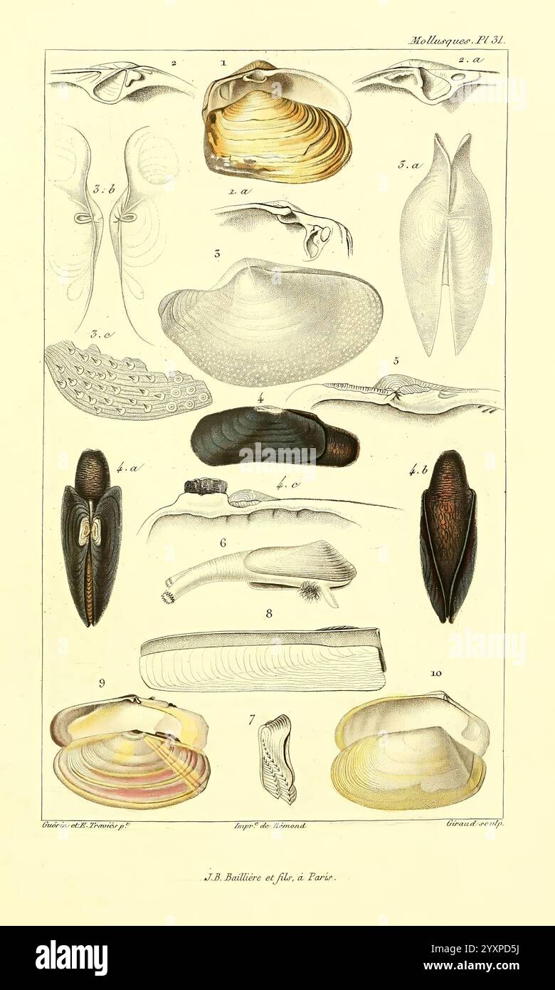 Marine organisms classification hi-res stock photography and images - Alamy