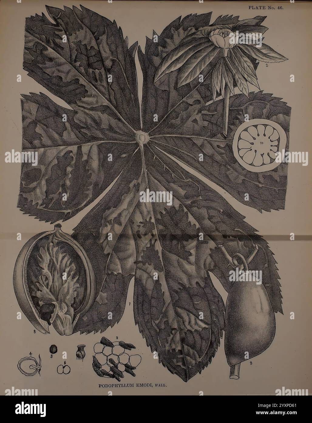 Indian medicinal plants, Bahadurganj, India, Sudhindra Nath Basu ...