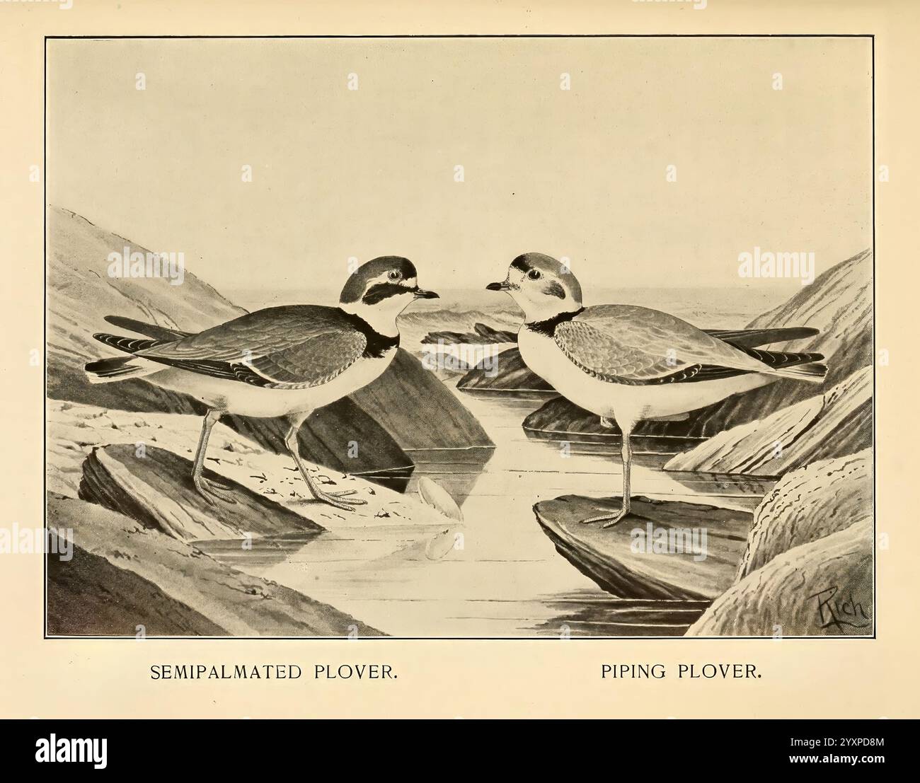 Piping plover displays hi-res stock photography and images - Alamy