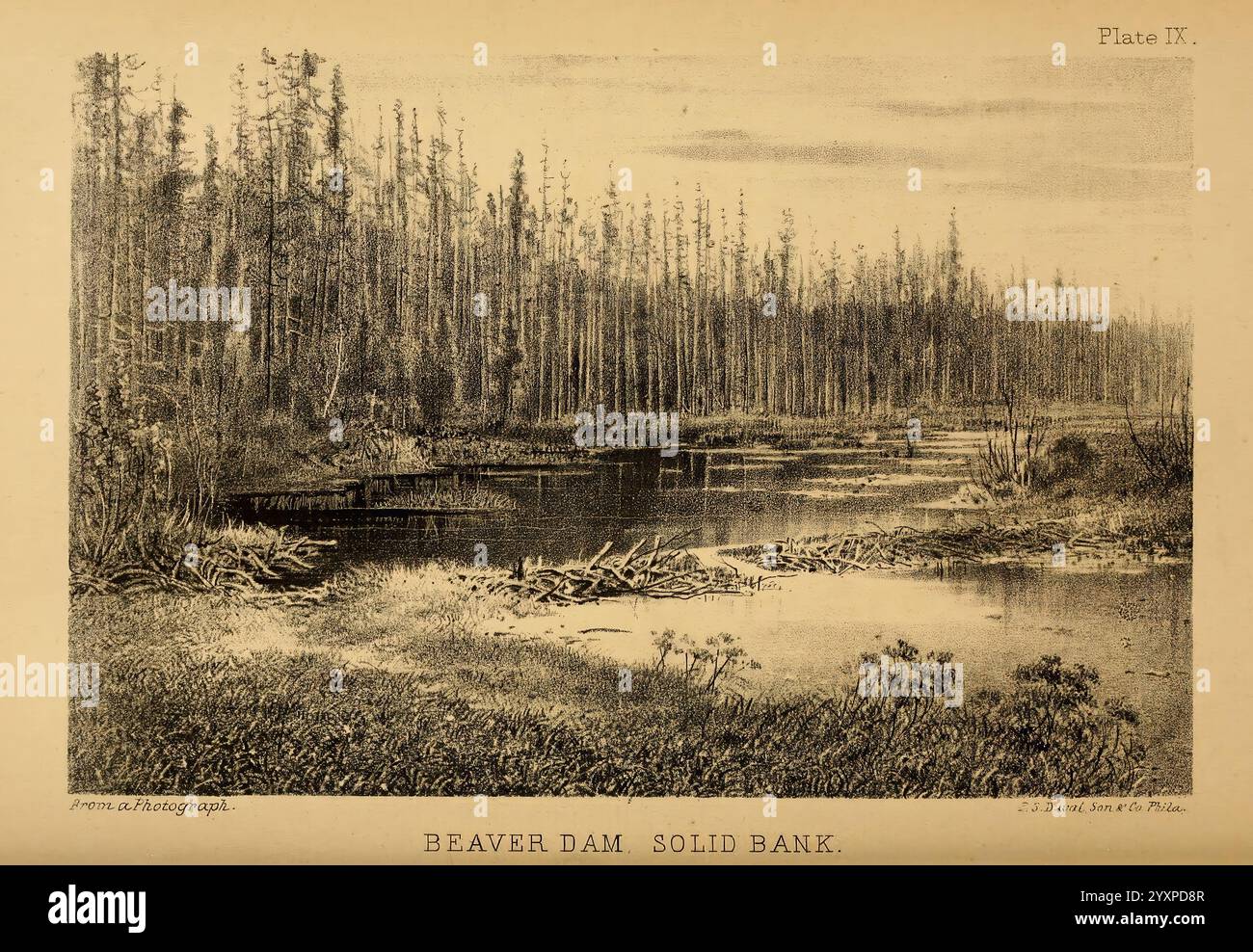 Grasses enhance hi-res stock photography and images - Alamy