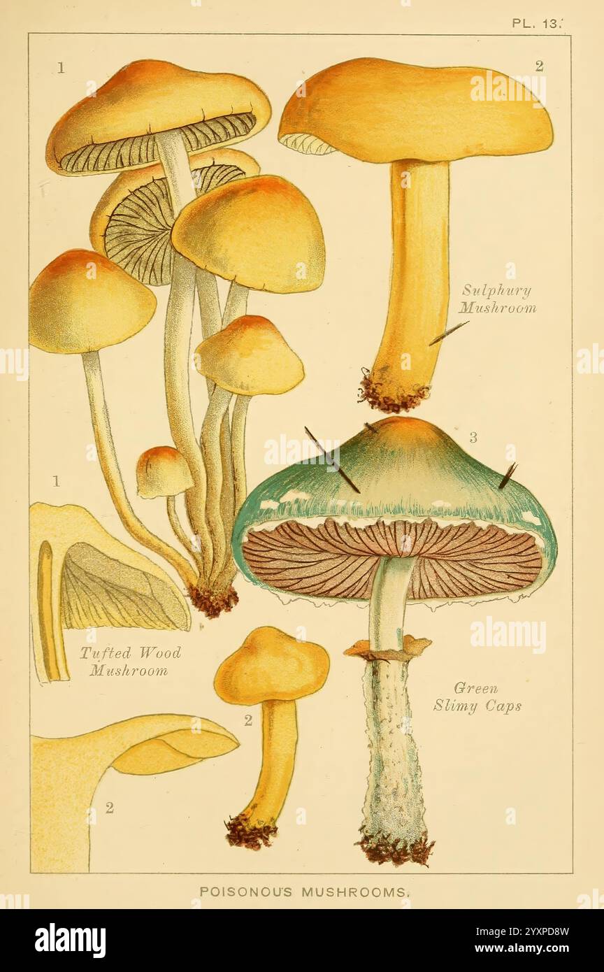 Specific varieties labeled hi-res stock photography and images - Alamy