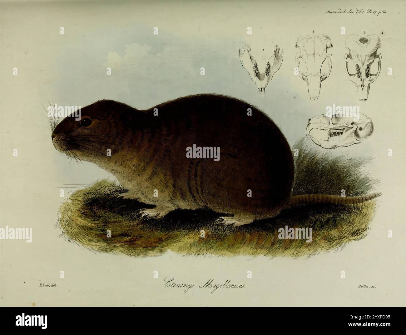 Animals physical characteristics hi-res stock photography and images ...