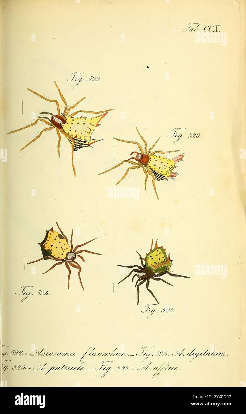 324 presents hi-res stock photography and images - Alamy