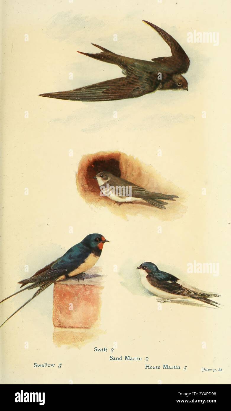 British birds in their haunts . London, Dutton [1922], Great Britain ...