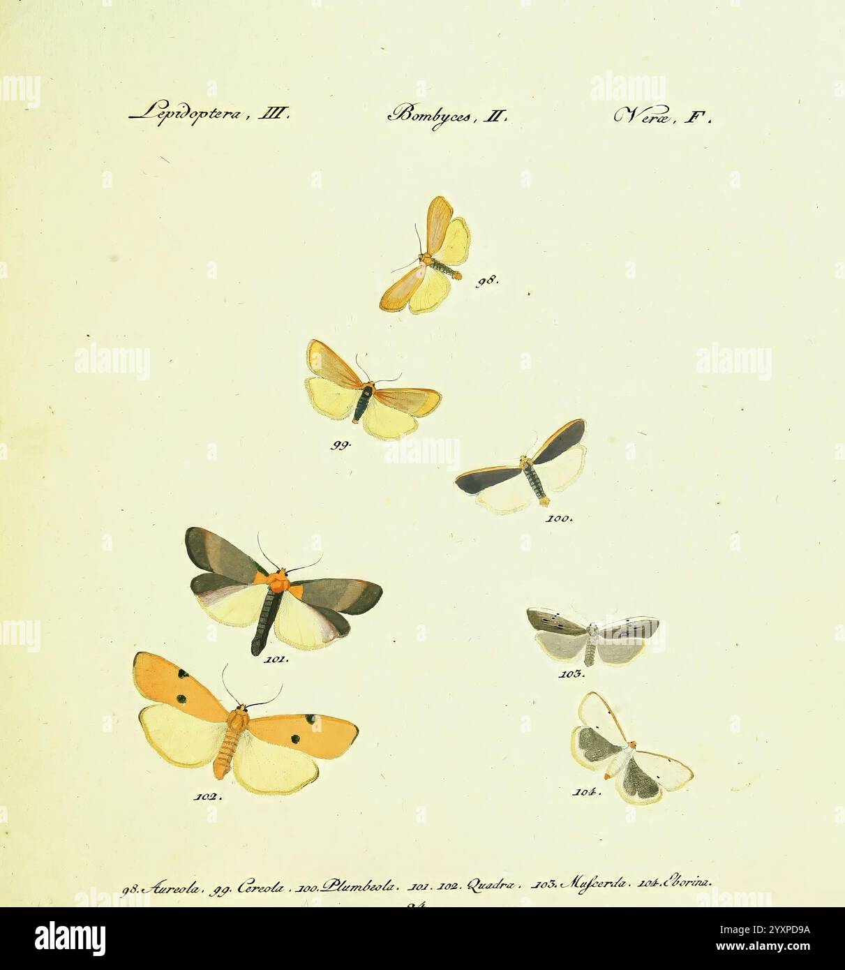 Beautifully illustrated butterflies hi-res stock photography and images - Alamy