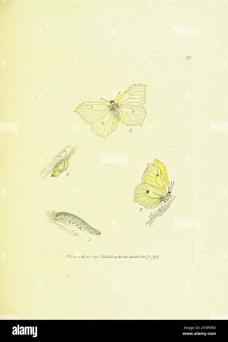 The papilios of Great Britain, London, Printed for J. Johnson, 1795 ...